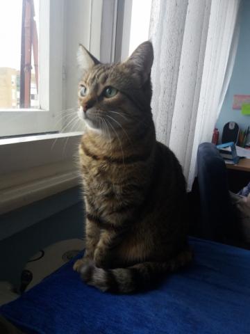 Tražim stan - Beograd - Milica - 27 god - - Nepušač - 135 € :: Cimeri.rs